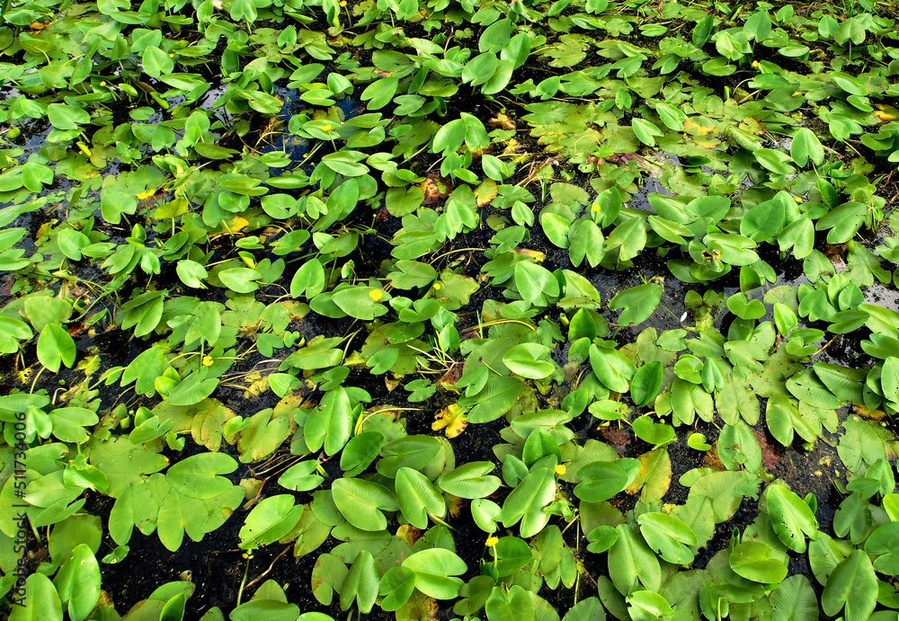 Water lilies in swamp. Yellow water lily flower. Green leaves in bog ...
