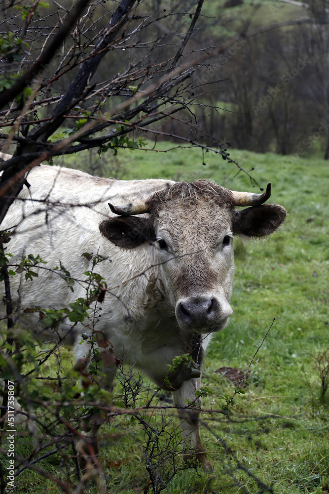 vaca gris suelta en la montaña mirando y rumiando Stock Photo | Adobe Stock