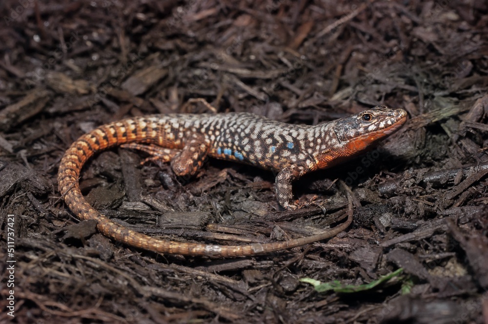 Common Invasive European Wall lizard with orange stained ventral belly ...