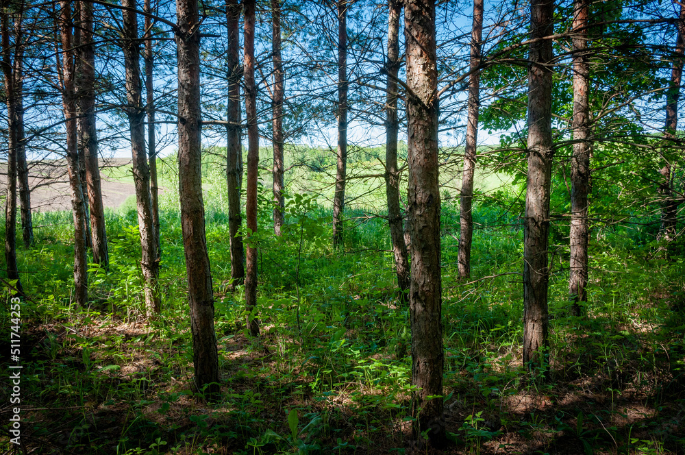 A pine forest in Samarskaya Luka National Park! Stock Photo | Adobe Stock