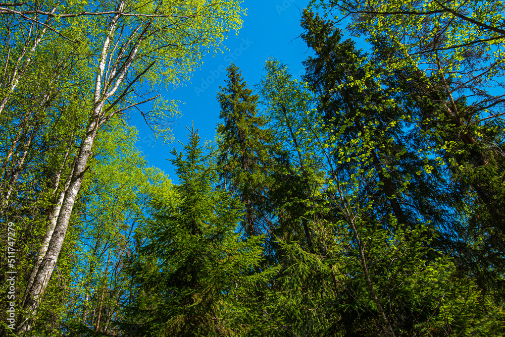 The blue sky through the green tree tops of tall big old trees in a ...