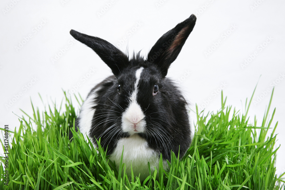 Cute fluffy black and white rabbit on green grass on white background ...
