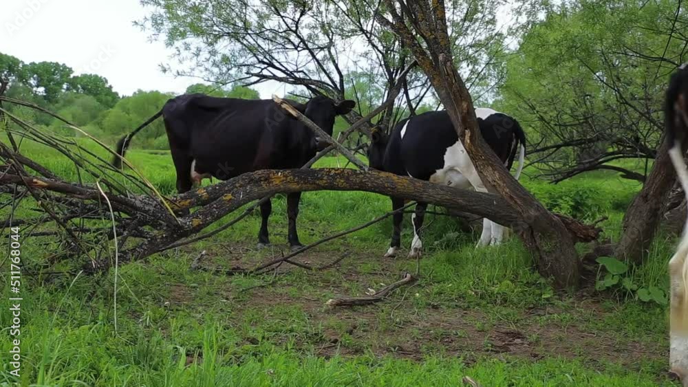 A black and white cow wags its tail and walks out of the frame. Cow in ...