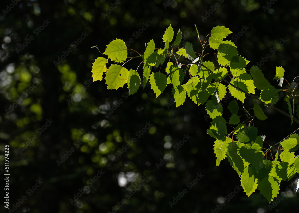 close up of green ash tree leaves on branch of healthy ash tree backlit ...