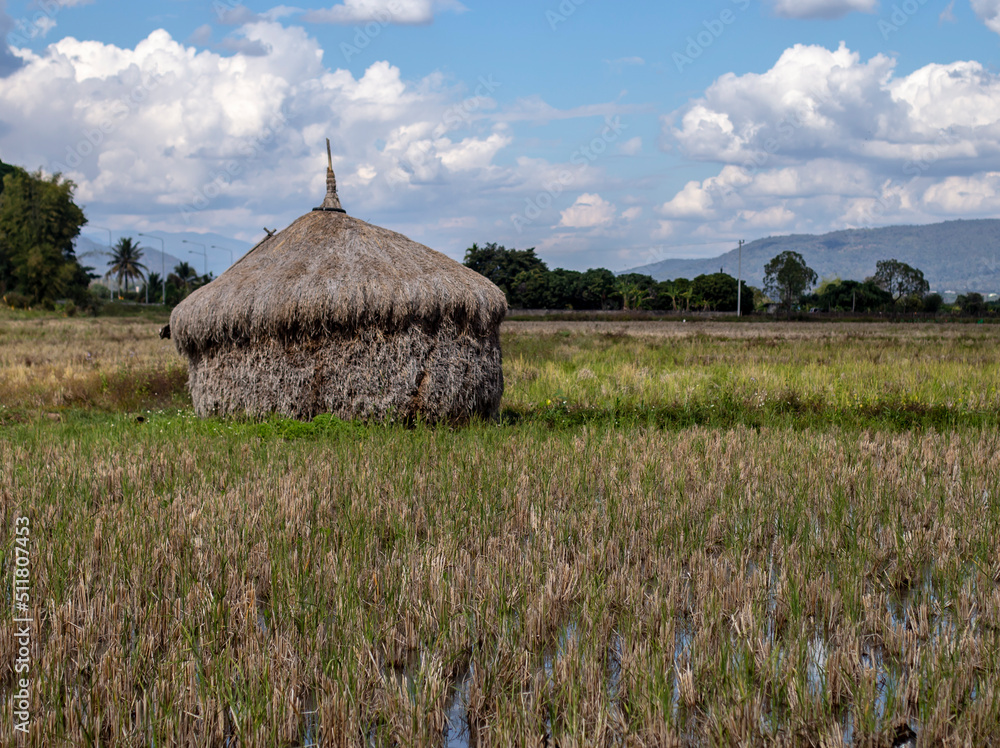 A hut made of rice straw sits in the harvested rice fields. Stock Photo ...