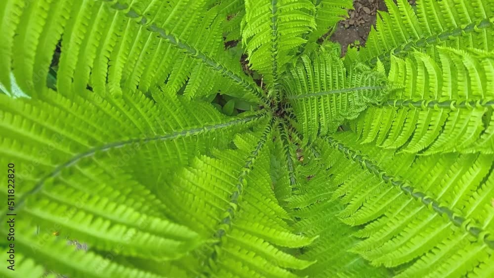 Fern Spiral of Matteuccia is a genus of ferns with one species ...