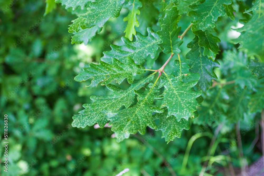 dechromation of oak leaves is yellowing or browning caused by pests ...