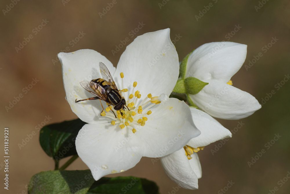Sun fly (Helophilus pendulus). family hoverflies (Syrphidae) on a ...