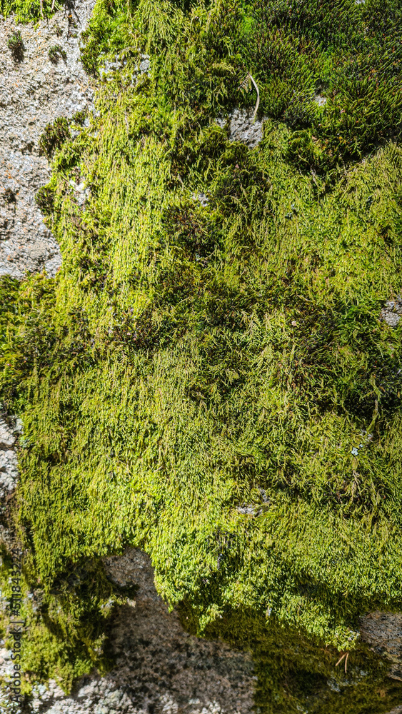 Planta Musgo textura. El mundo del macro con texturas de musgos. Stock ...