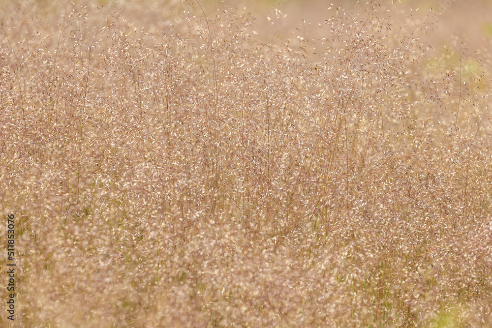 Selective focus of fluffy grass flowers Yorkshire fog, Holcus lanatus ...