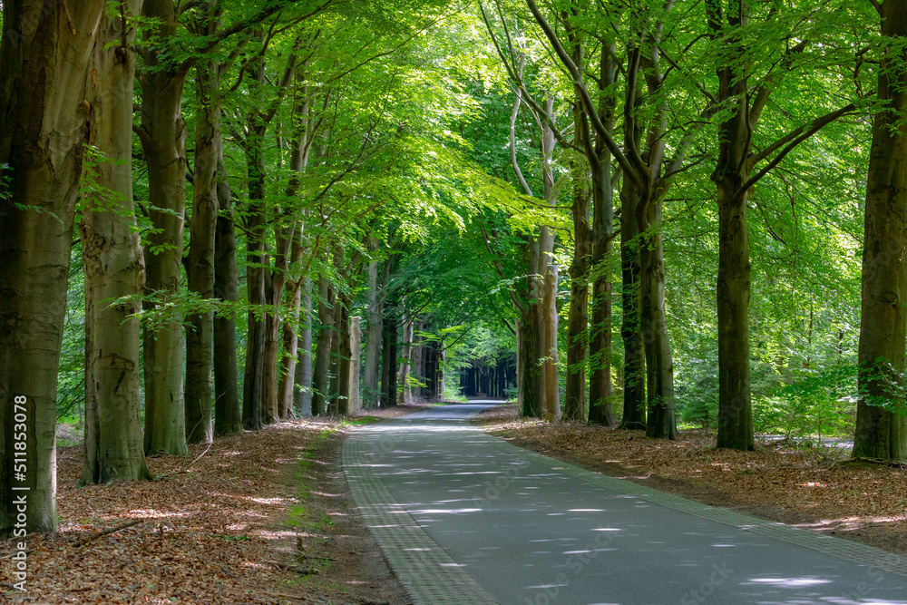 Small street with curve and trees trunk along the way, Spring landscape ...
