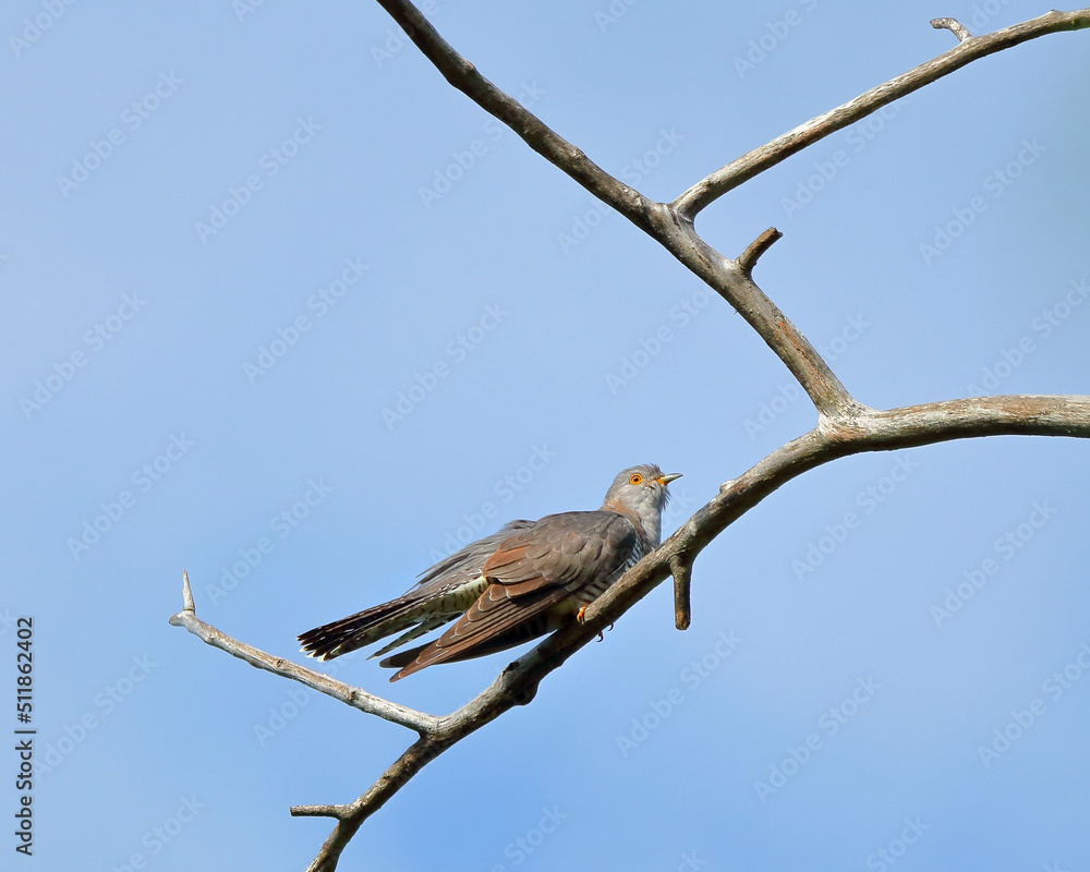 Cuckoo on the branches of a withered tree. nature of wild birds Stock ...