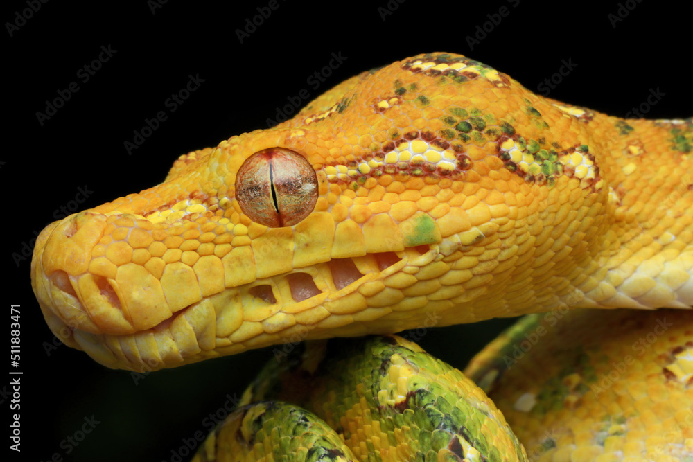 Green tree python juvenile closeup head on branch with black background ...
