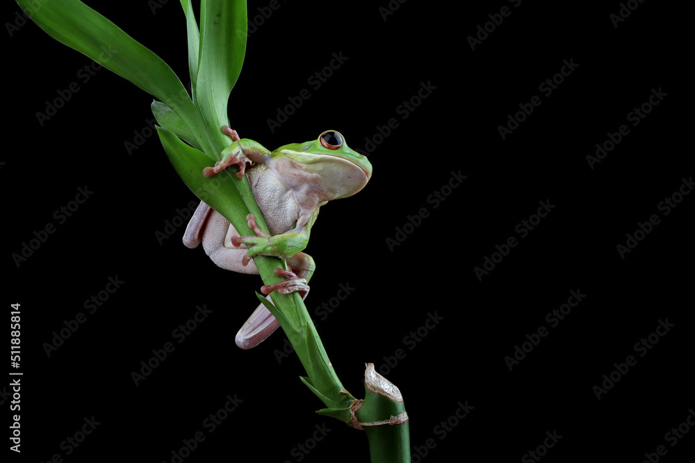 White-lipped tree frog (Litoria infrafrenata) on green leaves, white ... White-lipped tree frog (Litoria infrafrenata) on green leaves, white ...