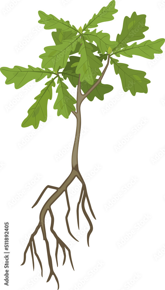 Young oak tree seedling with green leaves and root system isolated on ...