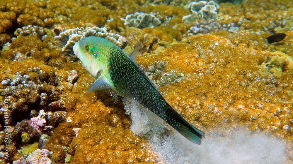 Half and half thicklip wrasse spits or Hemigymnus melapterus swimming ...