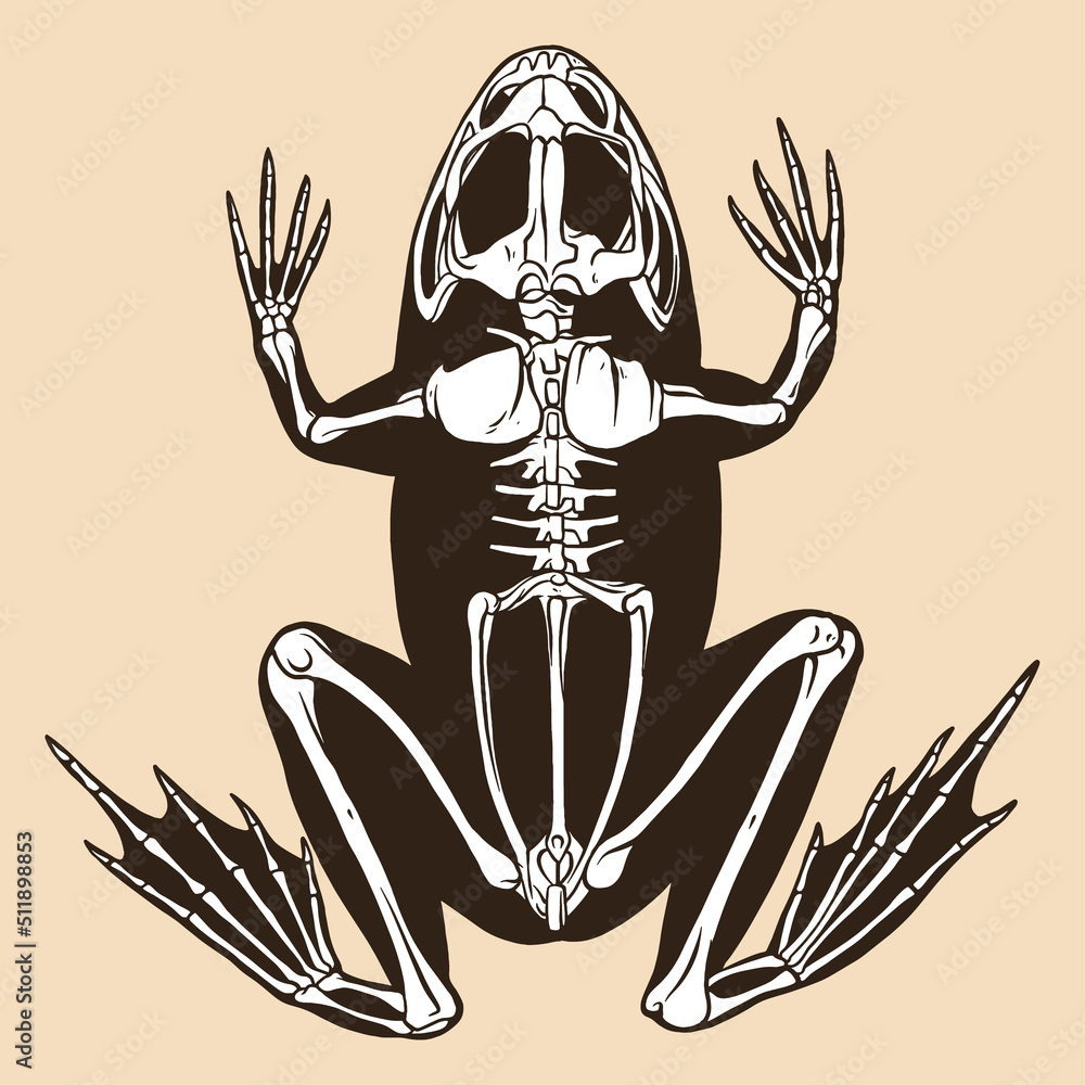 Skeleton frog vector illustration Stock Vector | Adobe Stock