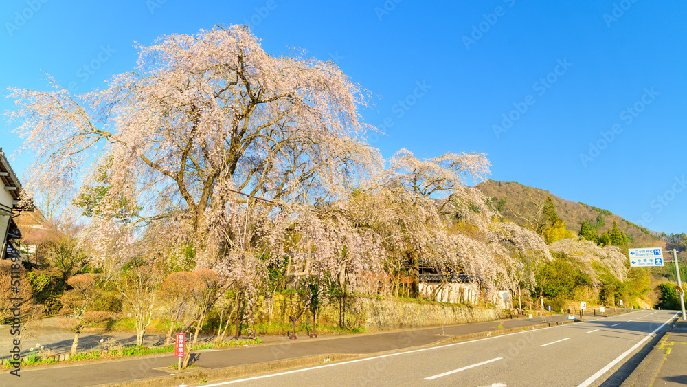 原田家のしだれ桜「観光名所」 Weeping cherry tree of the Harada family "Sightseeing ...