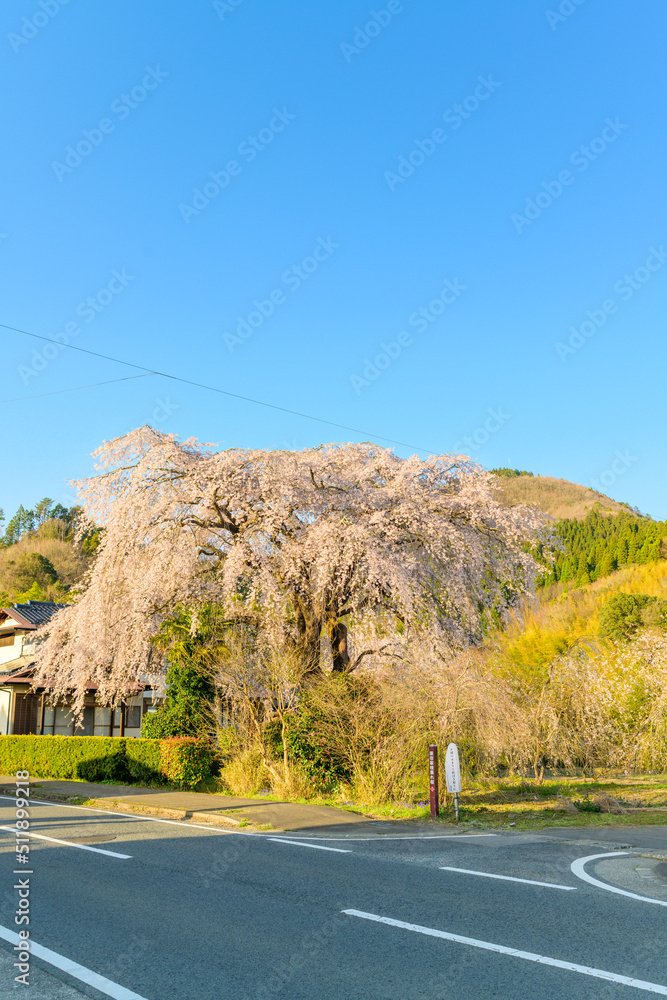 原田家のしだれ桜「観光名所」 Weeping cherry tree of the Harada family "Sightseeing ...