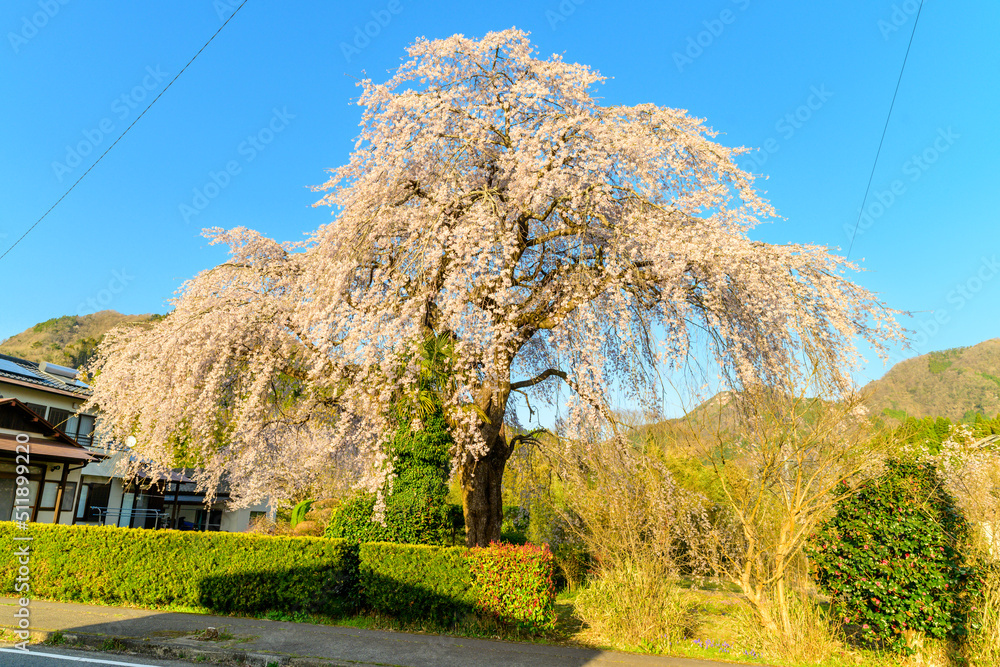 原田家のしだれ桜「観光名所」 Weeping cherry tree of the Harada family "Sightseeing ...