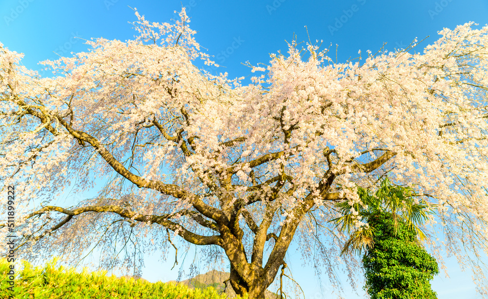 原田家のしだれ桜「観光名所」 Weeping cherry tree of the Harada family "Sightseeing ...