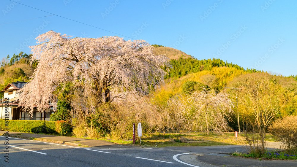 原田家のしだれ桜「観光名所」 Weeping cherry tree of the Harada family "Sightseeing ...