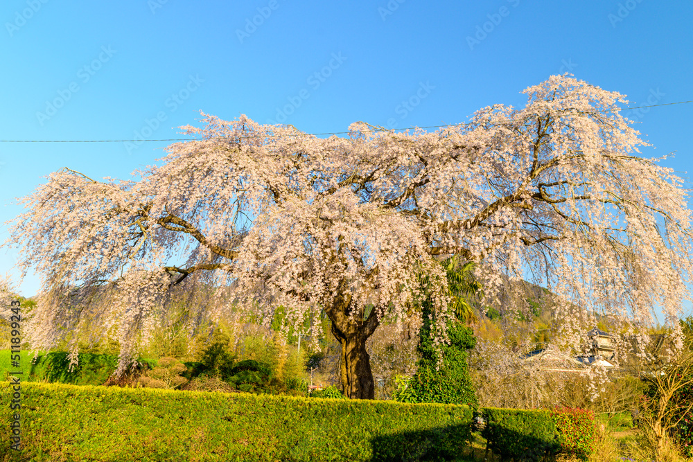 原田家のしだれ桜「観光名所」 Weeping cherry tree of the Harada family "Sightseeing ...