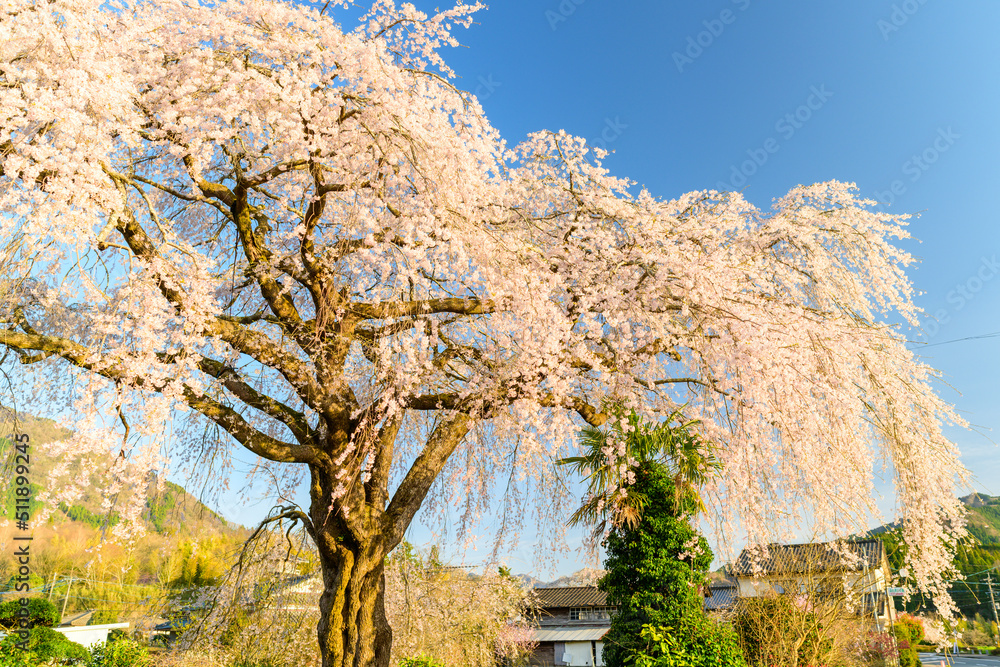 原田家のしだれ桜「観光名所」 Weeping cherry tree of the Harada family "Sightseeing ...