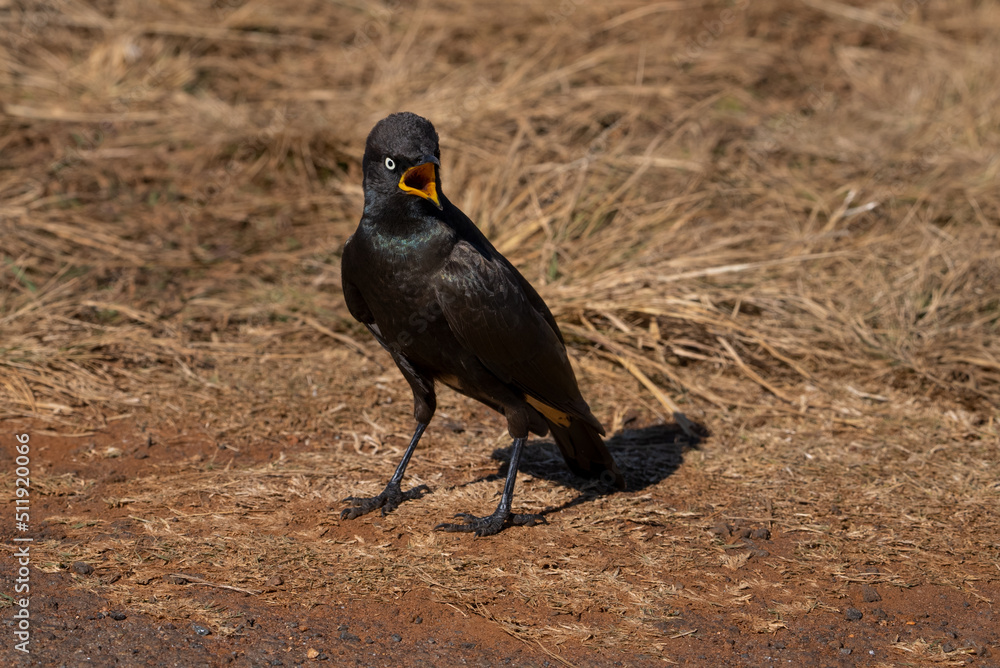 Pied Starling Witgat Spreeu Chirping at a female during a safari drive ...