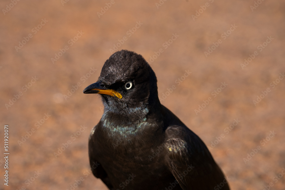 Pied Starling Witgat Spreeu Chirping at a female during a safari drive ...