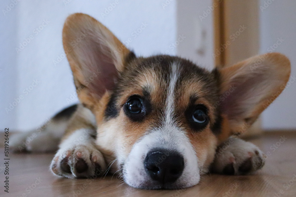 Cute and funny puppy Welsh Corgi Pembroke tricolor / tricolour with ...