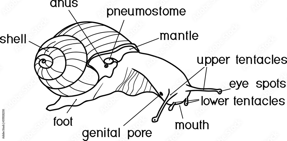 Póster Coloring page with external anatomy of common air-breathing land ...