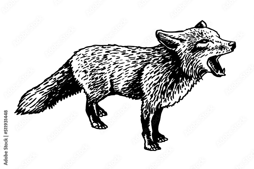Vector ink pen drawing of angry fox standing and watching distance ...