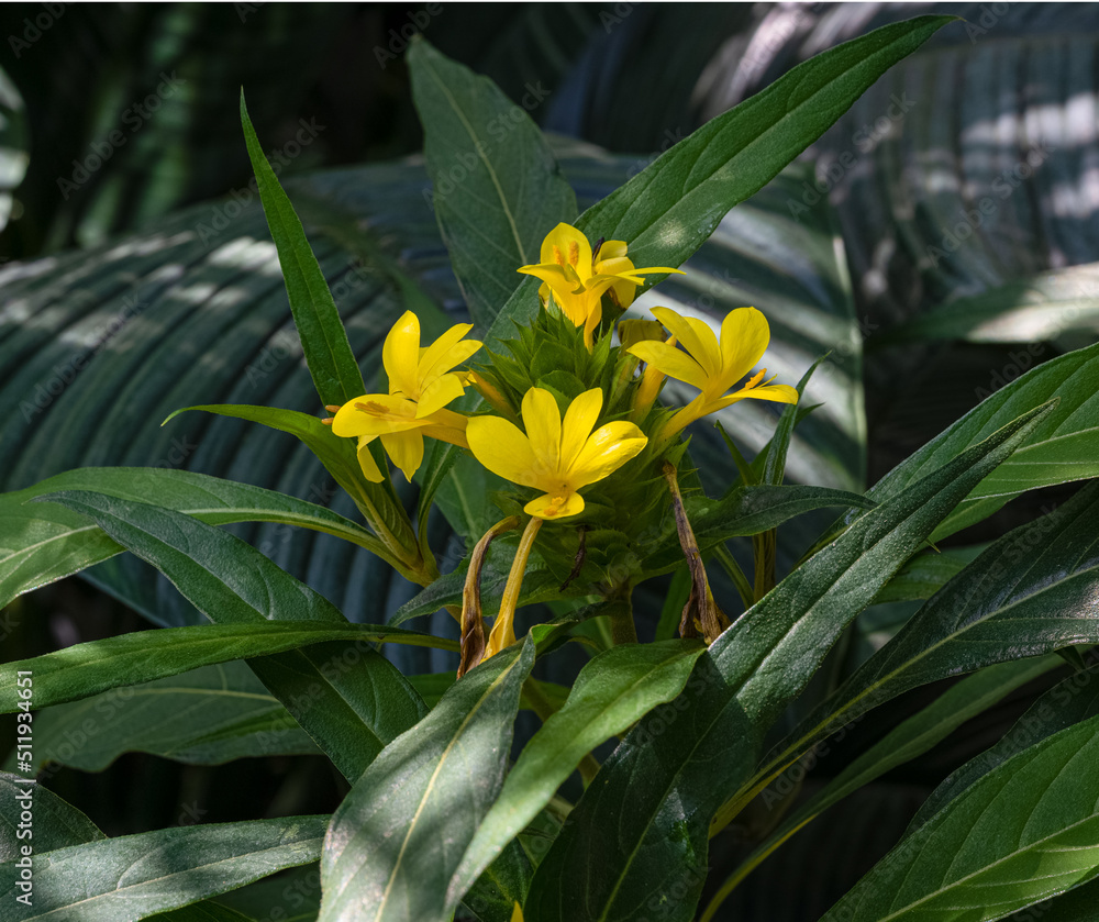 Barleria Prionitis (Family: Acanthaceae) used for various medicinal ...