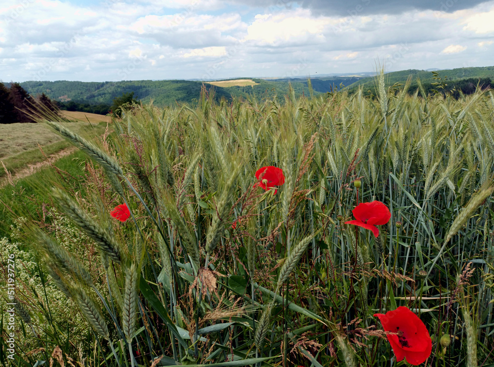 Foto de Roggenfeld mit Mohn nahe Morshausen im Hunsrück mit Blick ins ...