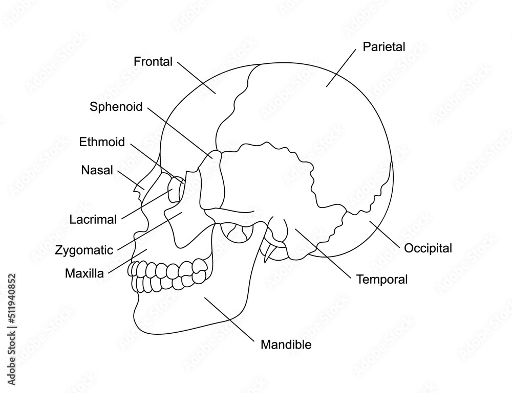 Human skull bones anatomy with descriptions. Cranial parts structure ...
