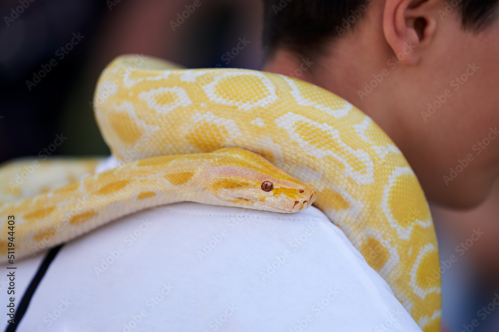 A royal albino python on the neck of a teenage boy. A fragment with an ...