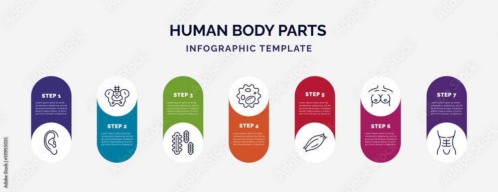 infographic template with icons and 7 options or steps. infographic for ...