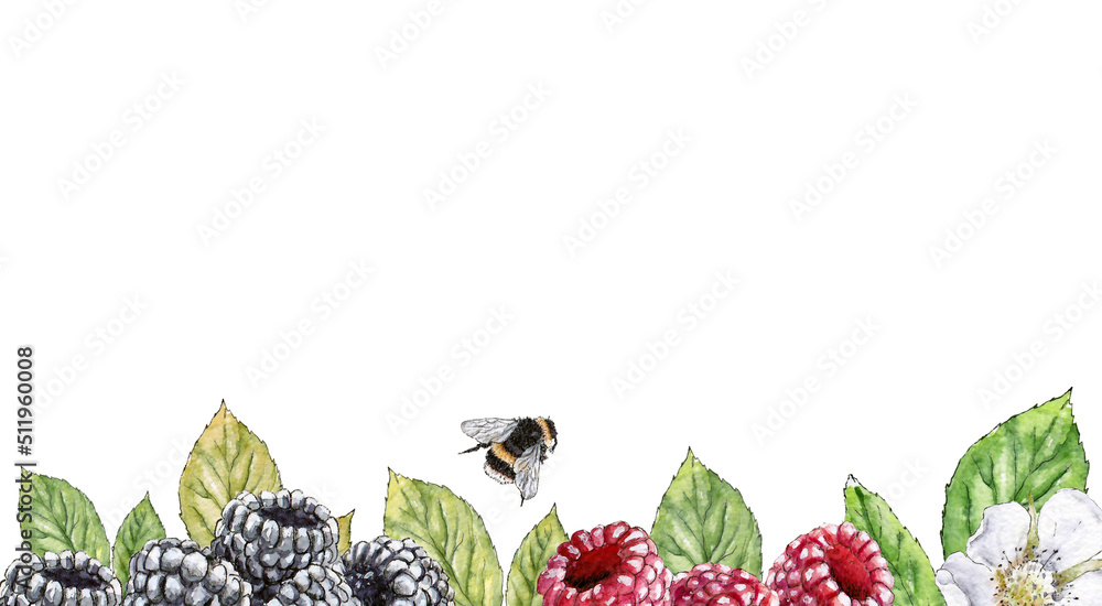 Frame with raspberry, leaves and flowers isolated on white background ...