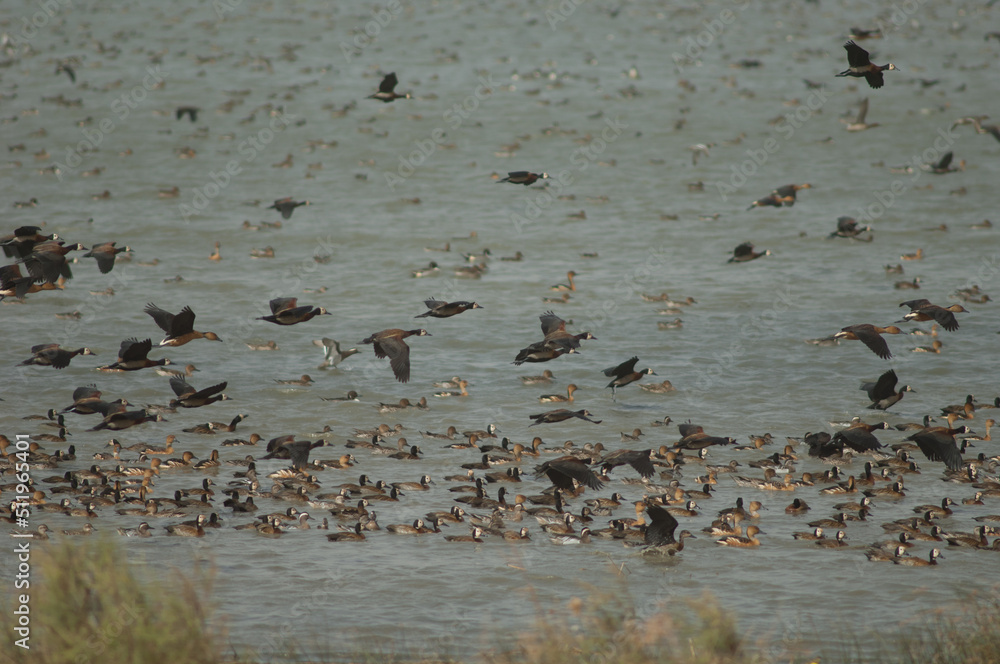 Flock of white-faced wistling ducks, fulvous whistling ducks and ...