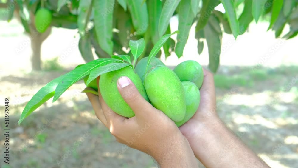 Fresh mangoes, Fresh mangoes in hand, close footage of mangoes in hand ...