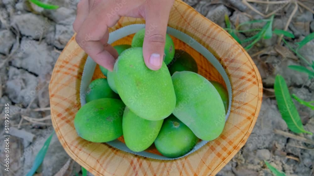 Mangoes production, fresh mango production, close footage of green ...