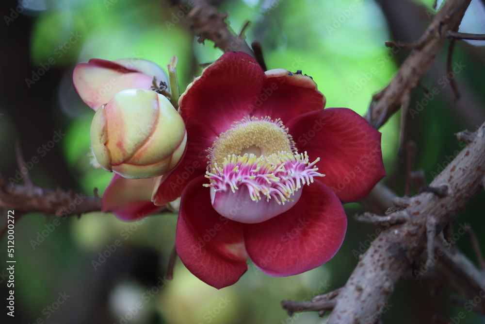Cambodia. Couroupita guianensis, commonly known as Cannonball tree ...