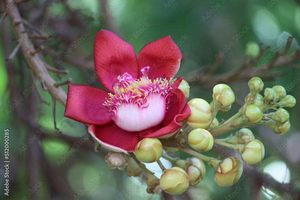 Cambodia. Couroupita guianensis, commonly known as Cannonball tree ...
