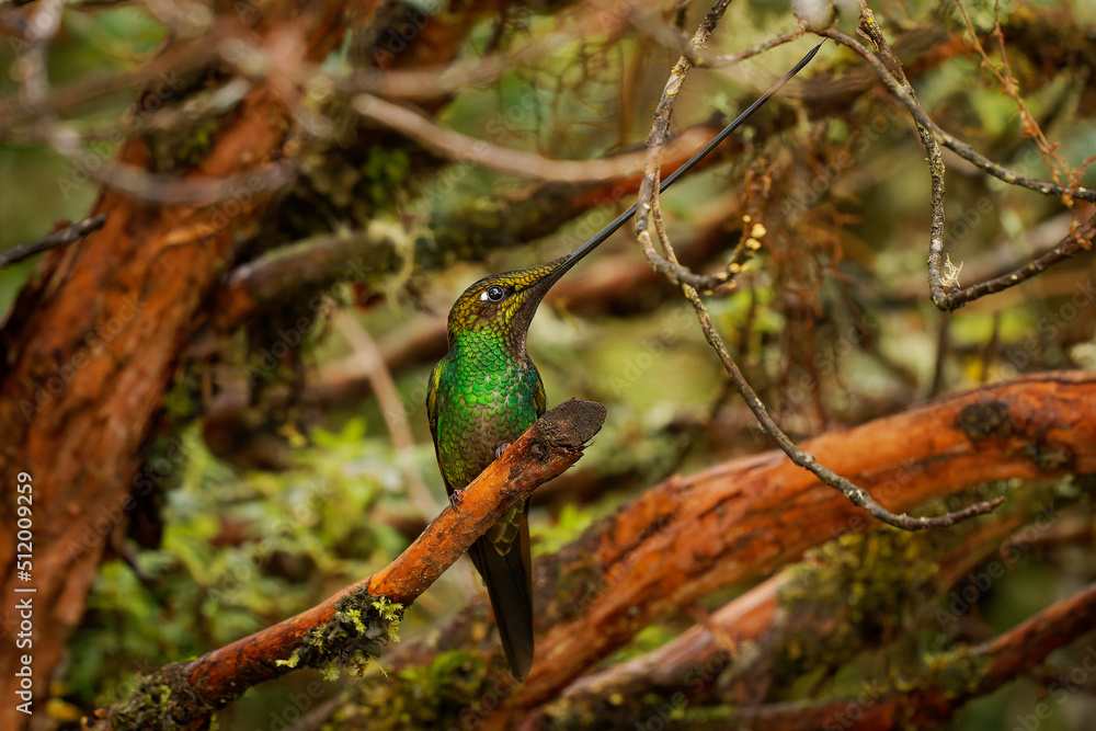 Sword-billed hummingbird - Ensifera ensifera also swordbill, Andean ...