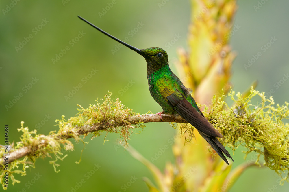 Sword-billed hummingbird - Ensifera ensifera also swordbill, Andean ...