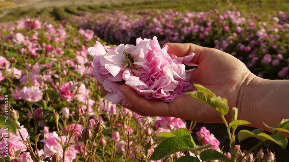 Rose Petal Harvest, Manual picking. Essential oil rose. Rose Fields and ...
