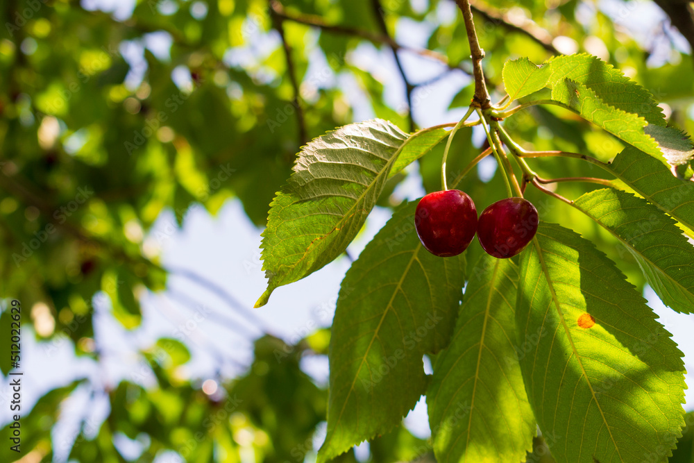 Dark red, orange, yellow and green cherries at different stages of ...