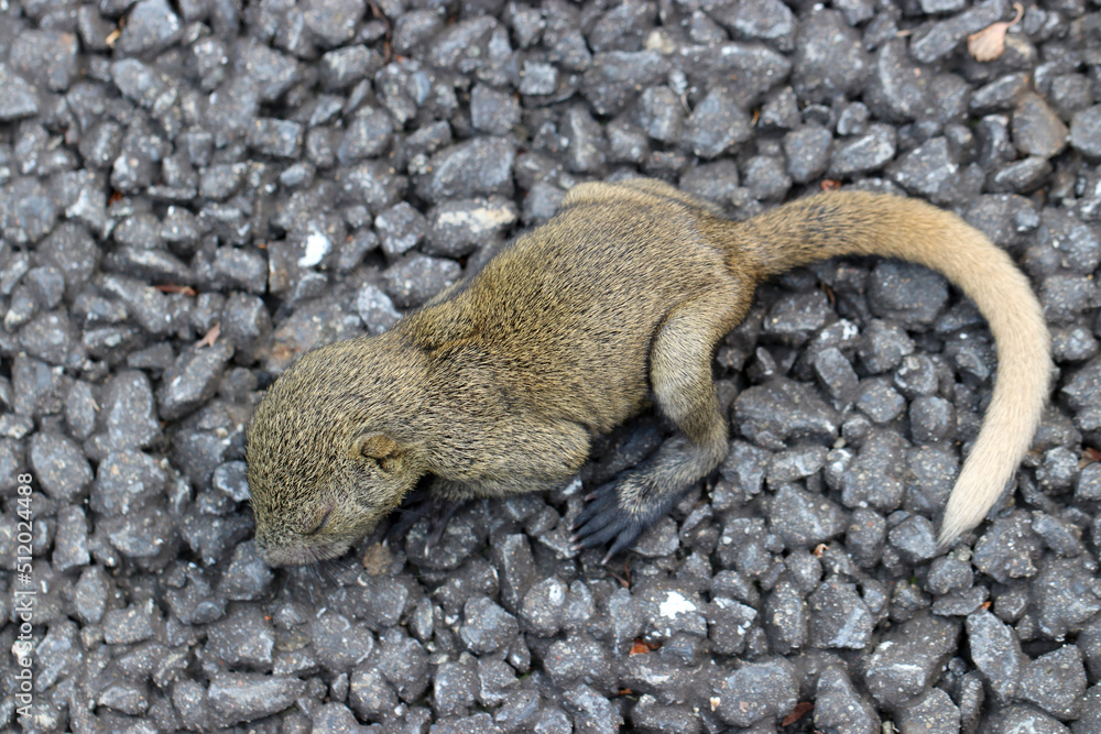 Newborn baby Japanese squirrel falling from a tree and waiting for ...