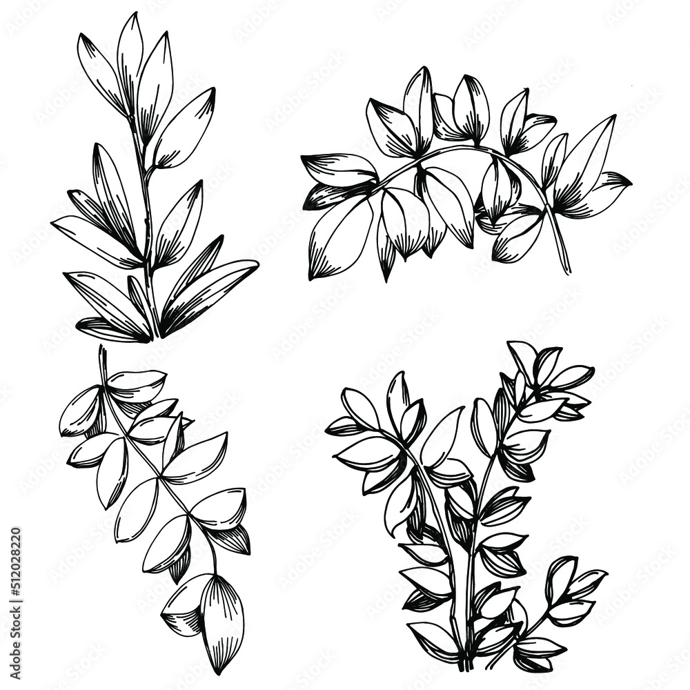 Thyme vector isolated plant with leaves. Herbal engraved style ...